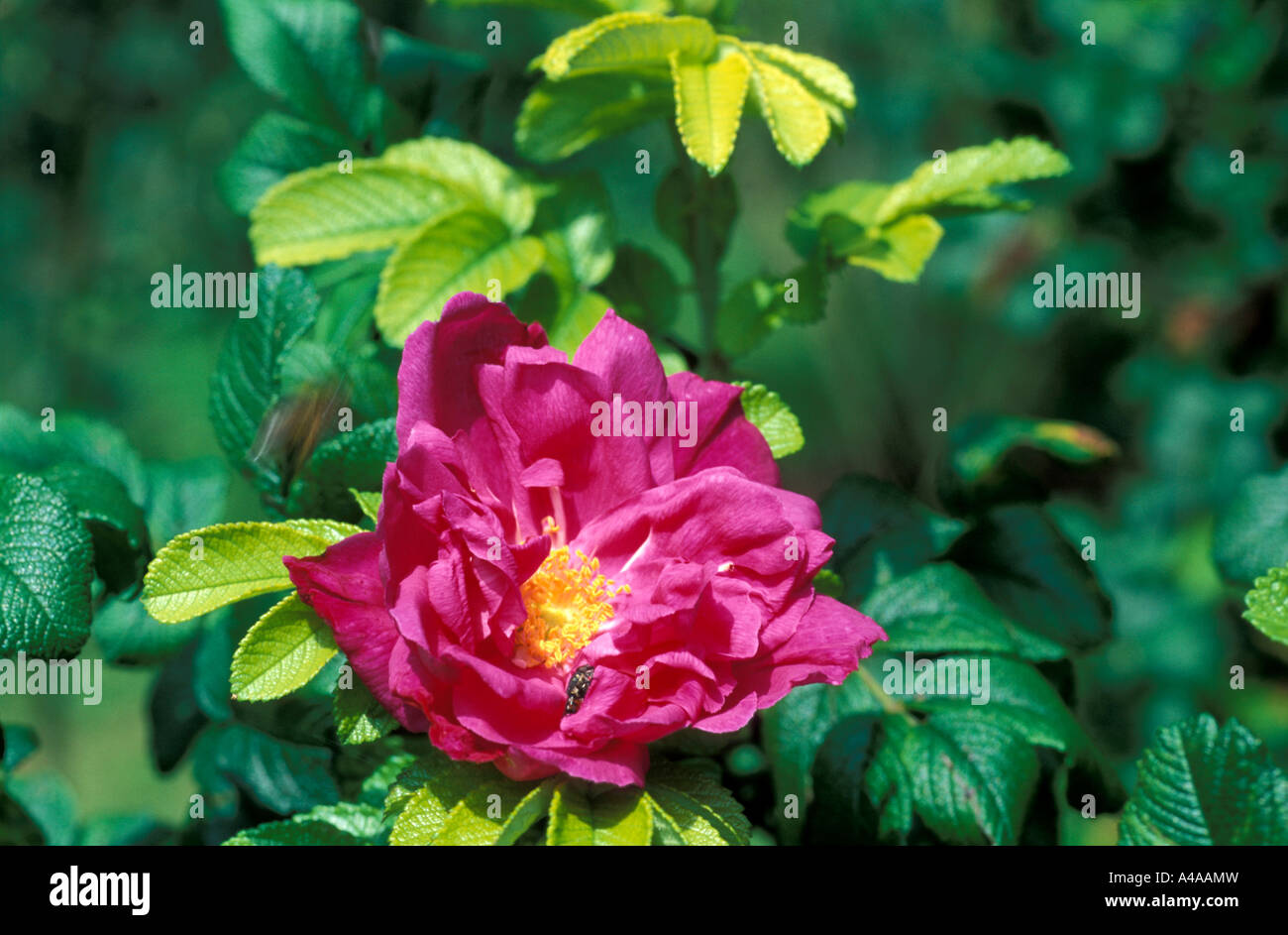 Rosa rugosa Hansa Stock Photo - Alamy