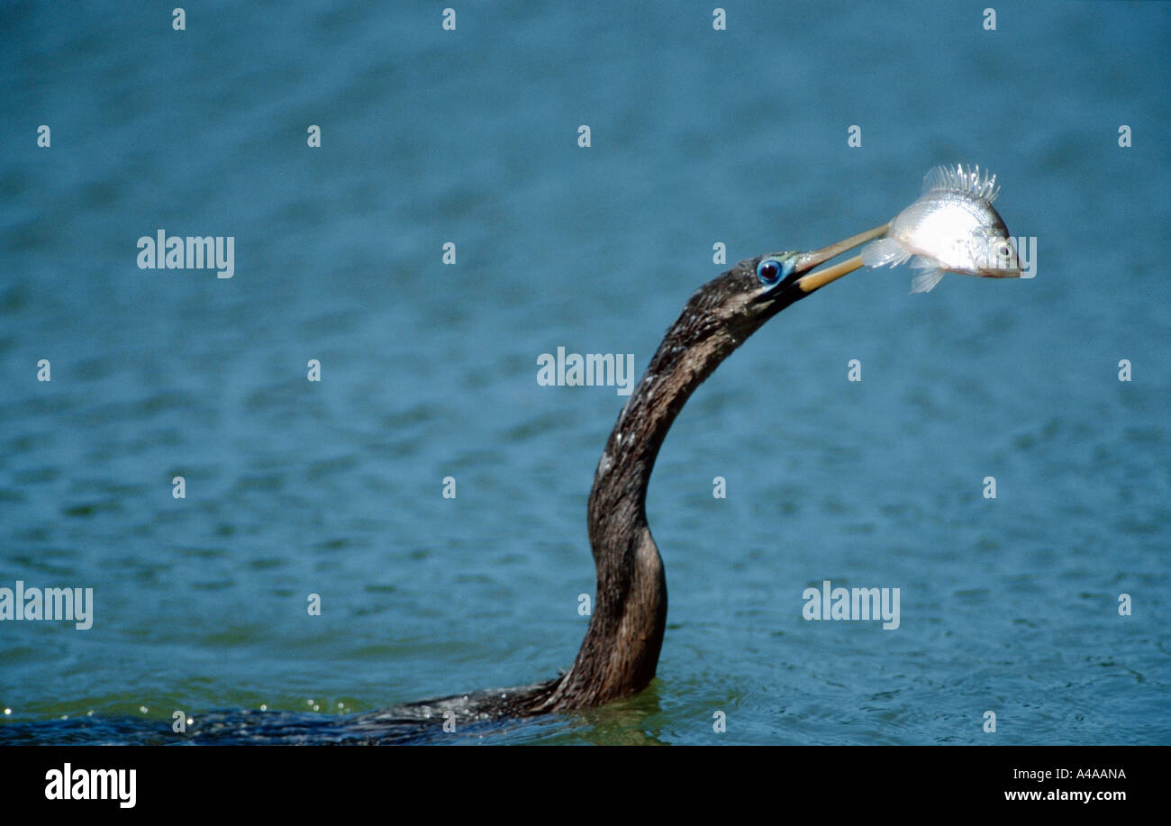 Anhinga swimming fish hi-res stock photography and images - Alamy