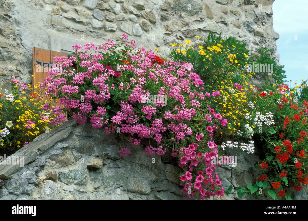 Peltatum hi-res stock photography and images - Alamy