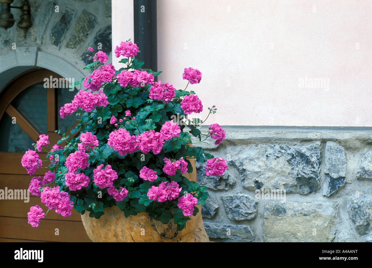 Peltatum hi-res stock photography and images - Alamy