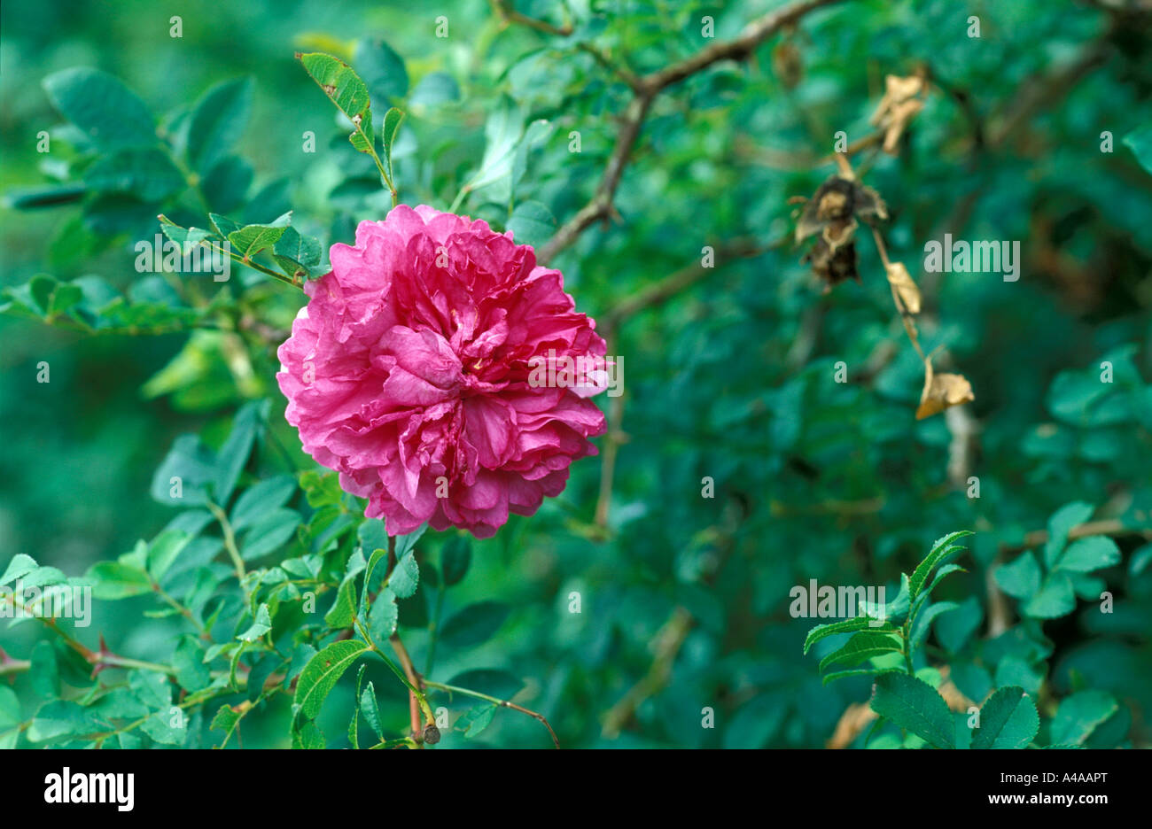 Roxburghii hi-res stock photography and images - Alamy