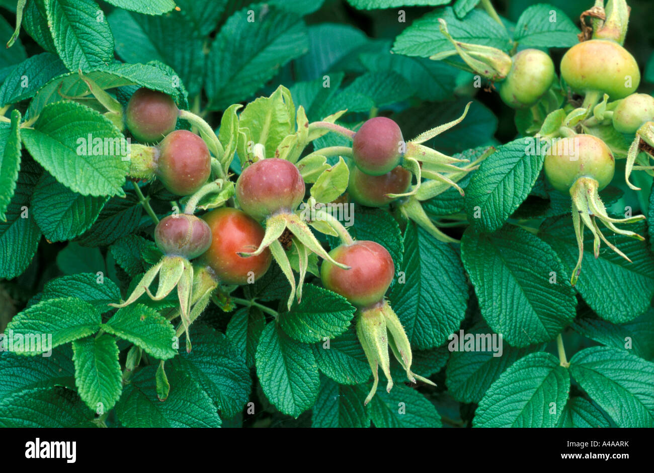 Fruits of Rosa rugosa Stock Photo - Alamy