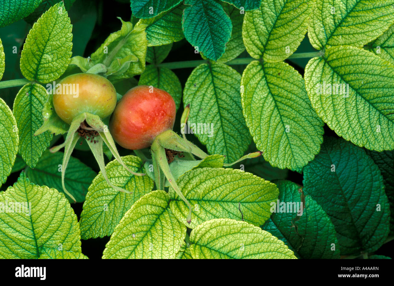Fruits of Rosa rugosa Stock Photo - Alamy