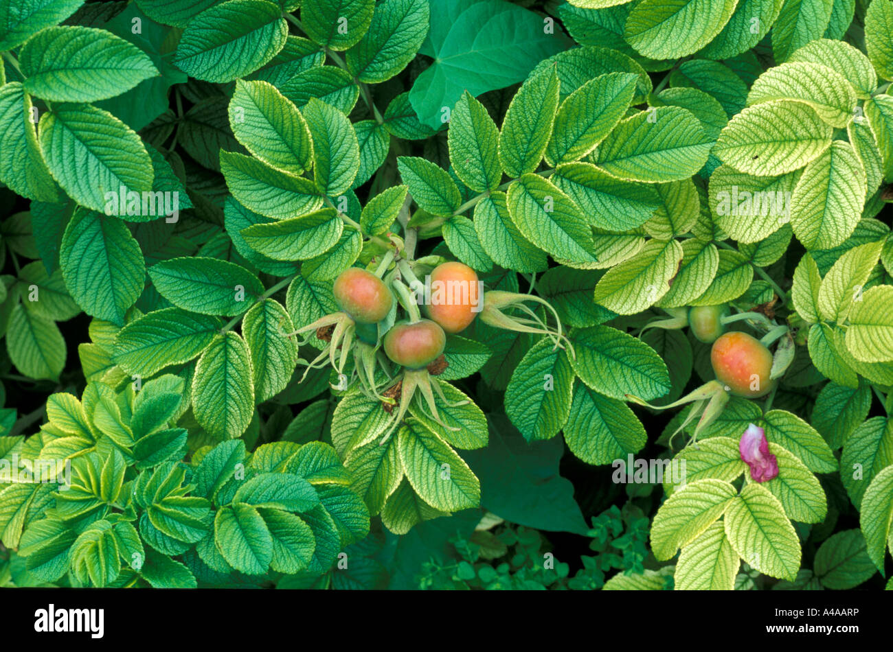 Fruits of Rosa rugosa Stock Photo - Alamy