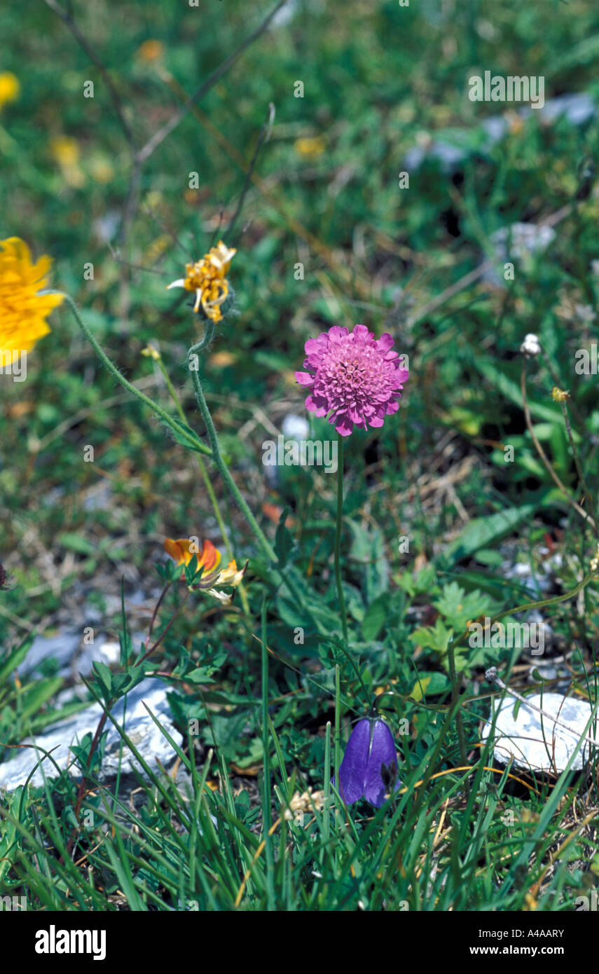 Lucida hi-res stock photography and images - Alamy