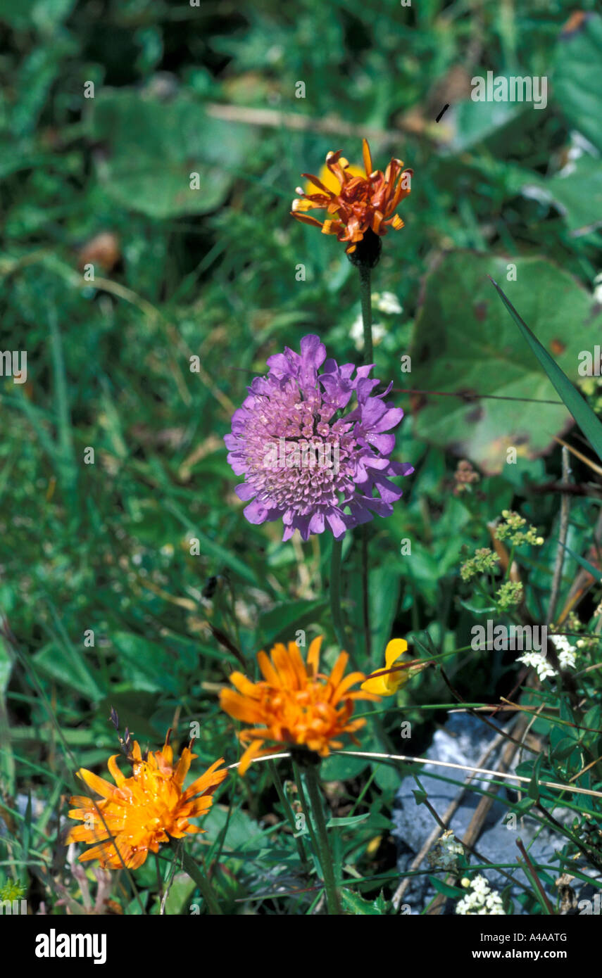 Lucida hi-res stock photography and images - Alamy