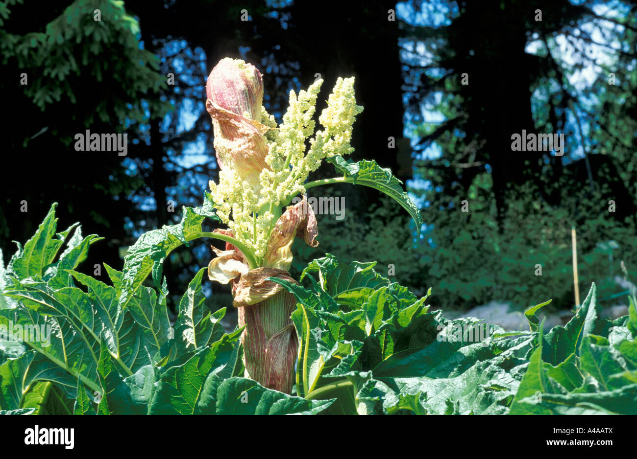 Rheum Palmatum High Resolution Stock Photography and Images - Alamy