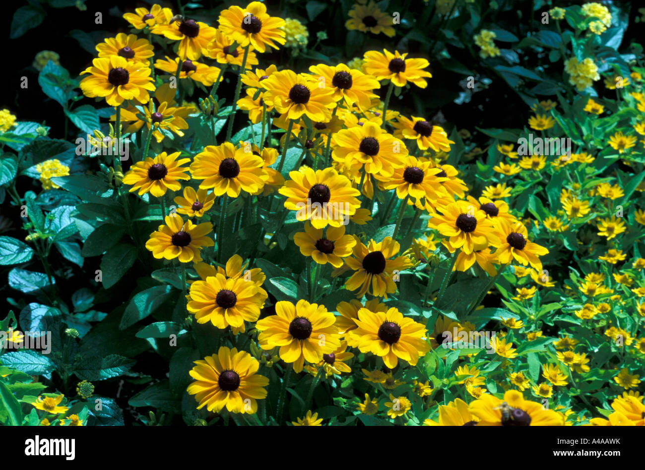 Rudbeckia toto hi-res stock photography and images - Alamy