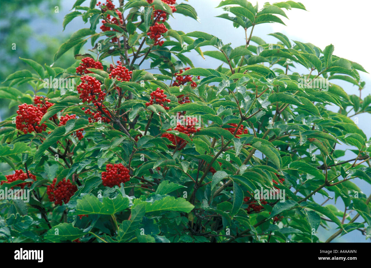 Racemosa hi-res stock photography and images - Alamy