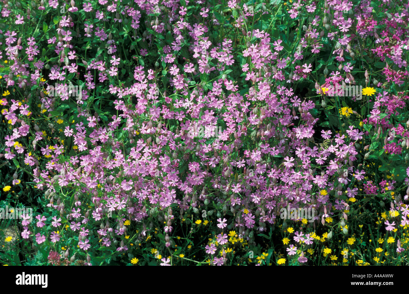Silene hi-res stock photography and images - Alamy