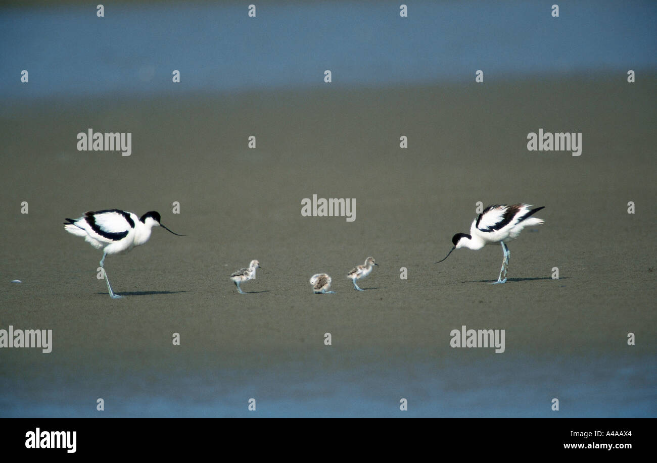10 avocets hi-res stock photography and images - Alamy