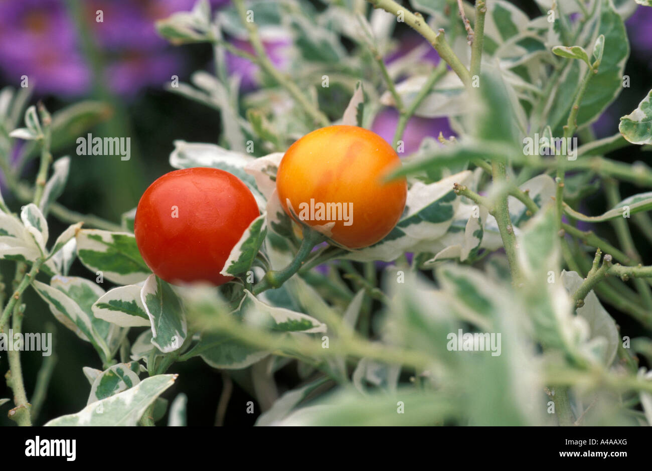 Solanum pseudocapsicum hi-res stock photography and images - Alamy