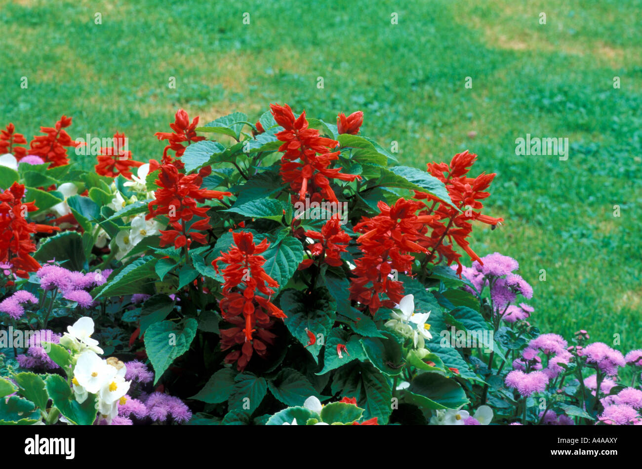 Salvia Splendens Scarlet King Stock Photo - Alamy