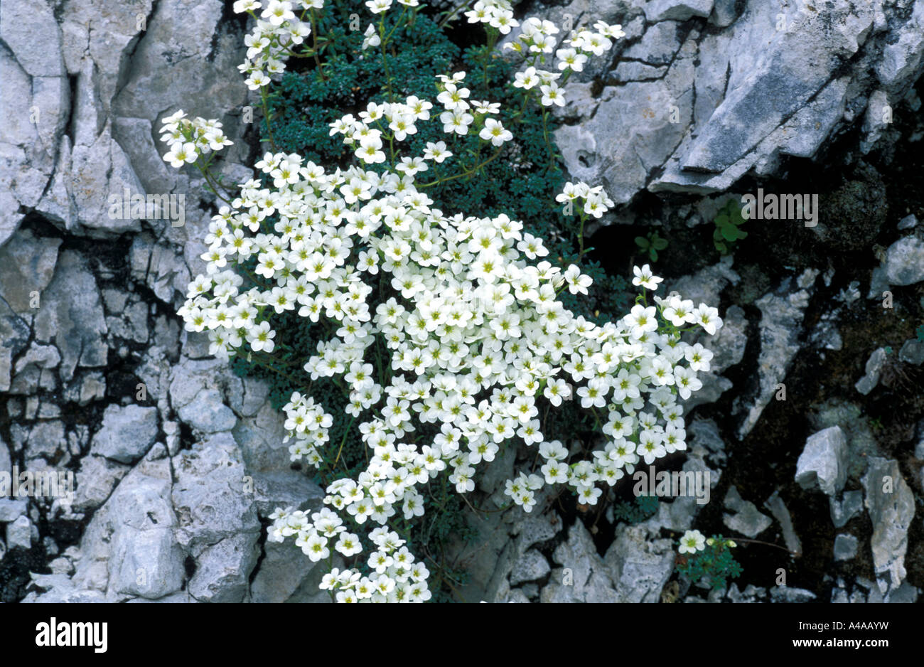 Saxifraga caesia hi-res stock photography and images - Alamy