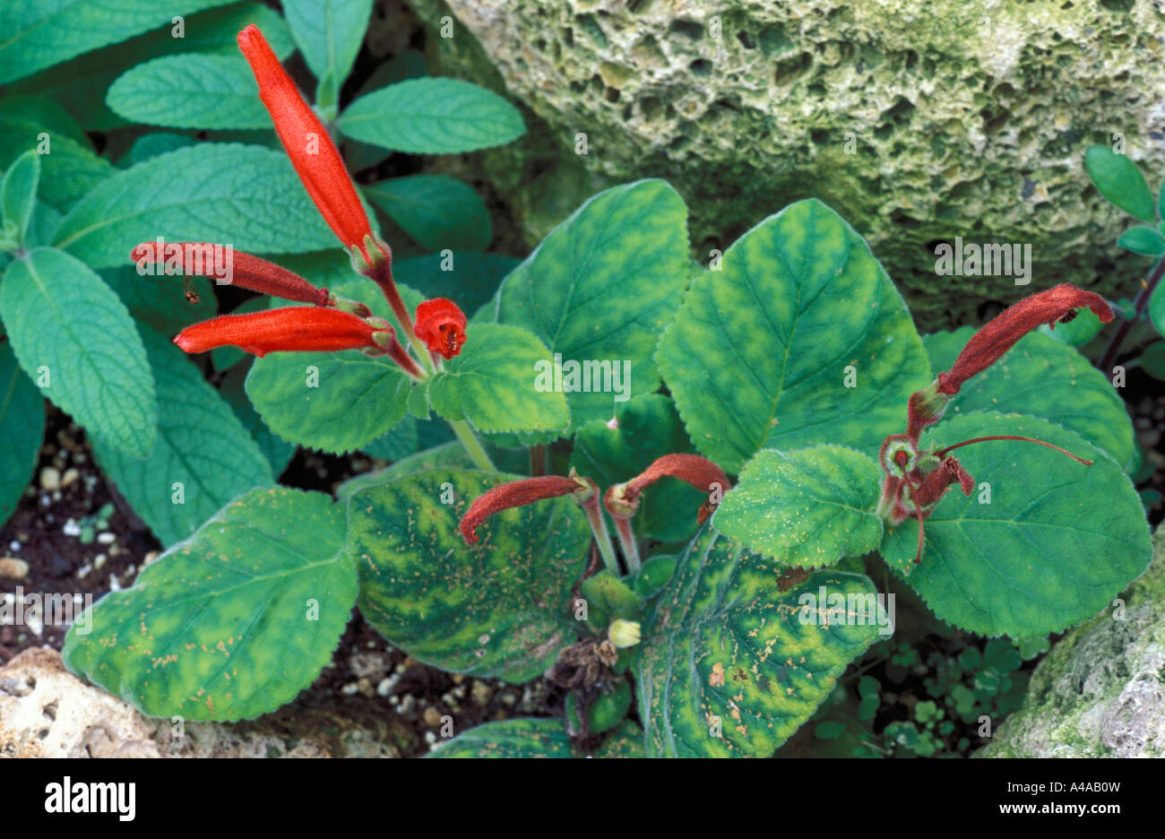 Sinningia cardinalis hi-res stock photography and images - Alamy