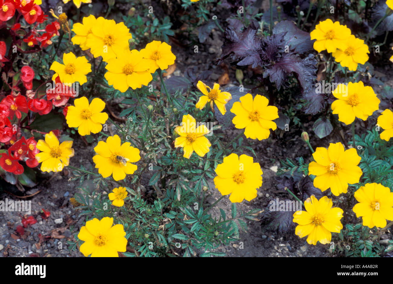 Patula hi-res stock photography and images - Alamy