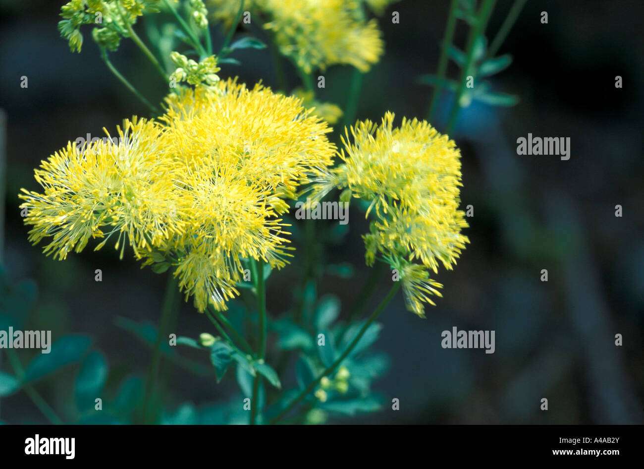 Thalictrum flavum hi-res stock photography and images - Alamy