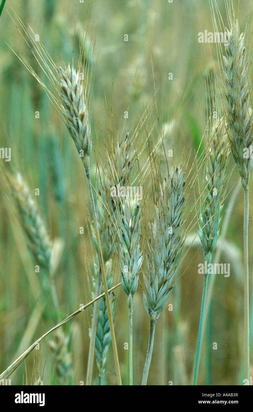 Tricum hi-res stock photography and images - Alamy