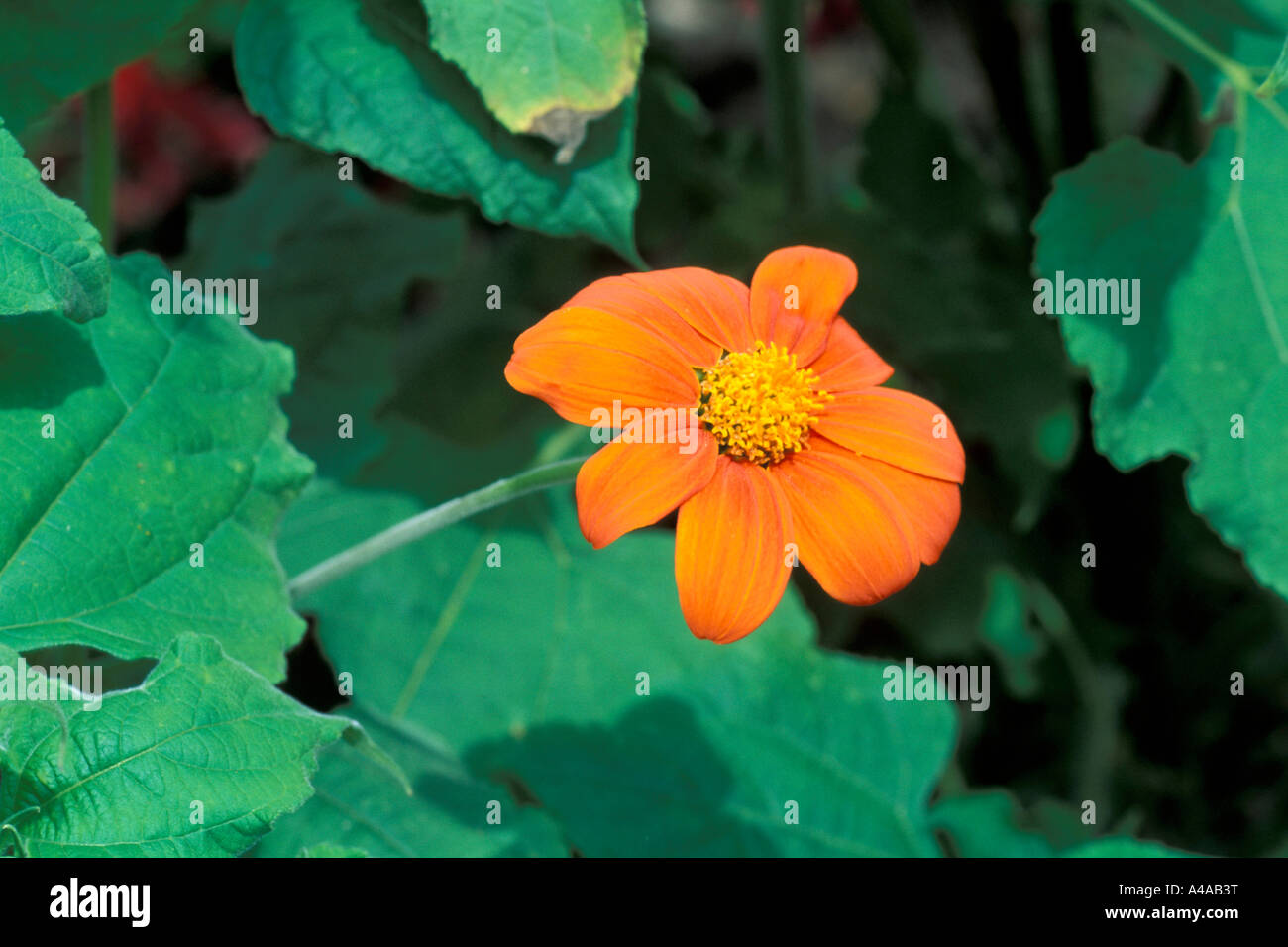 Tithonia hi-res stock photography and images - Alamy