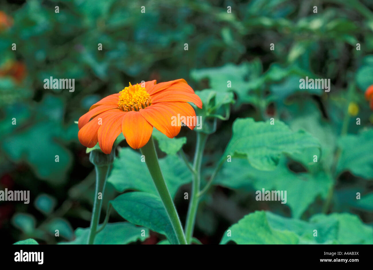 Tithonia hi-res stock photography and images - Alamy
