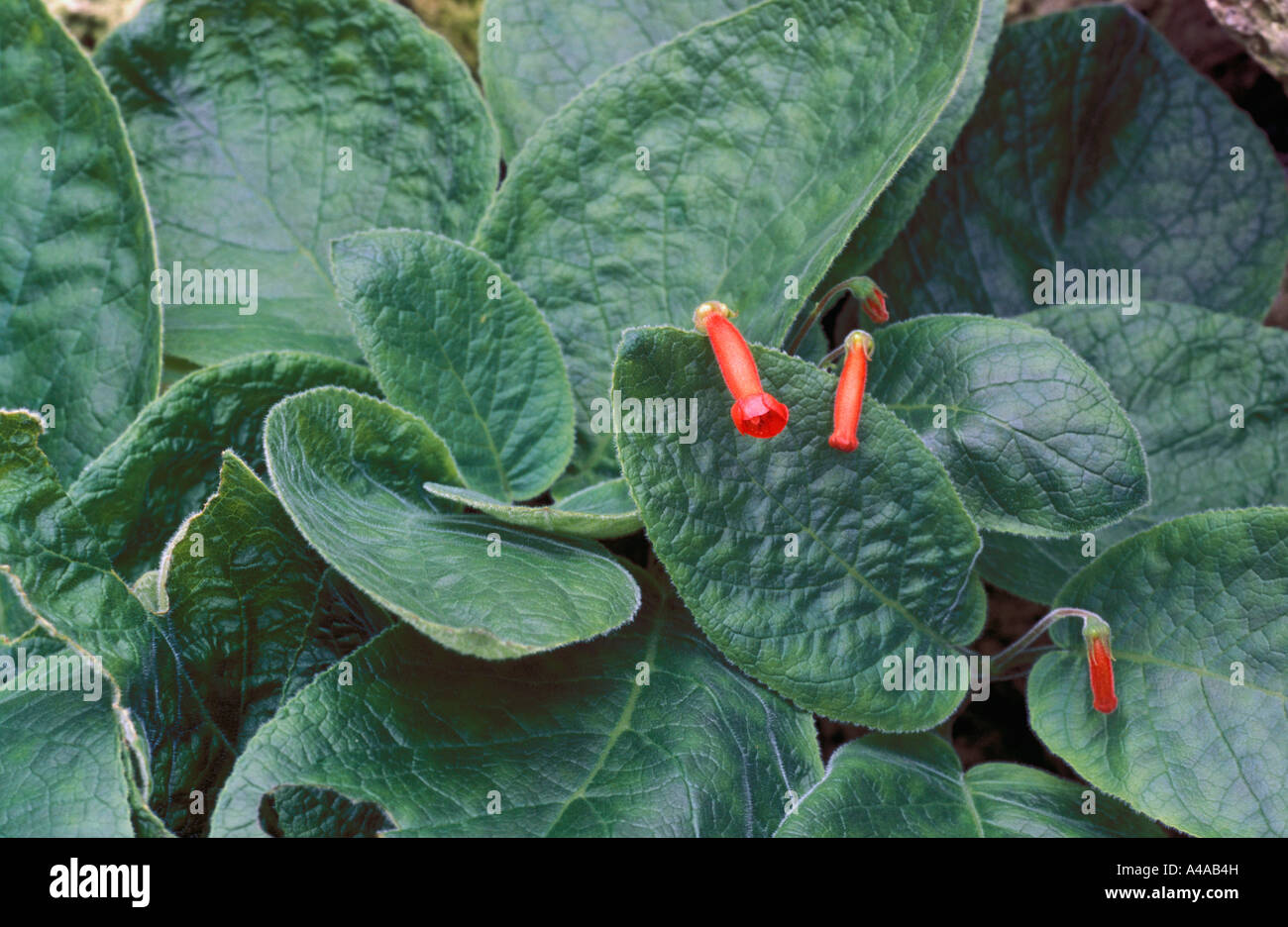 Lineata hi-res stock photography and images - Alamy