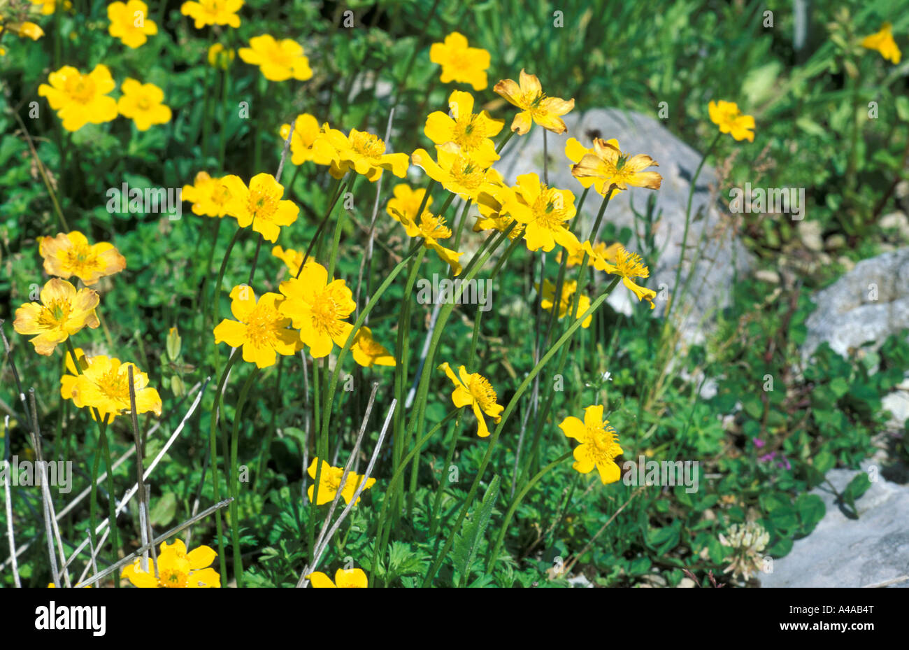 Trollius pumilus hi-res stock photography and images - Alamy