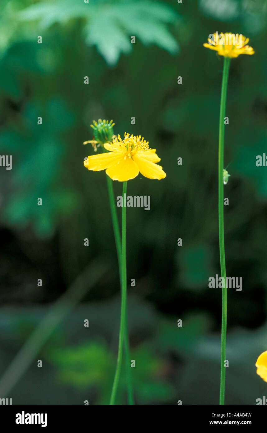 Trollius pumilus hi-res stock photography and images - Alamy