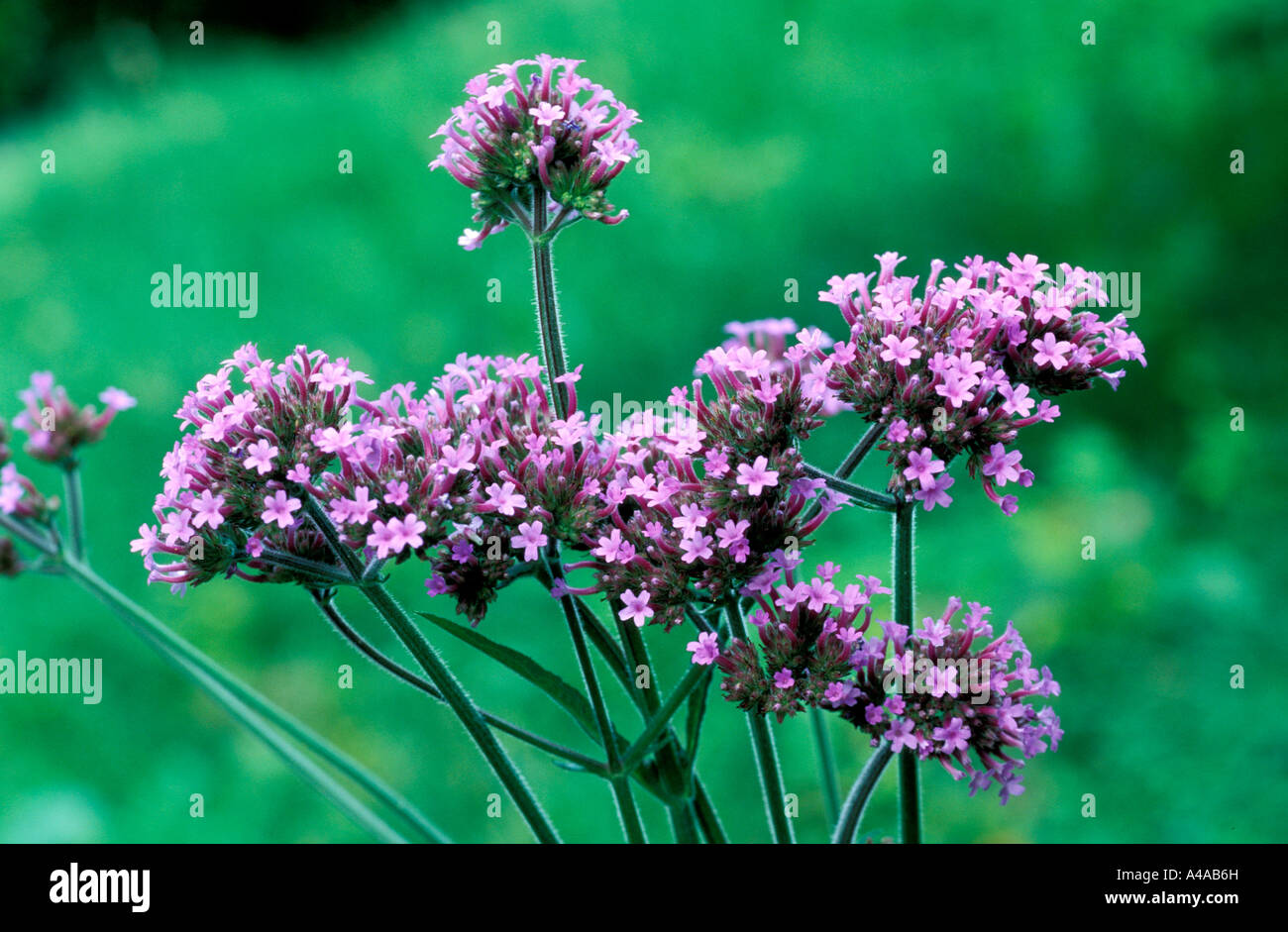 Verbena officinal hi-res stock photography and images - Alamy