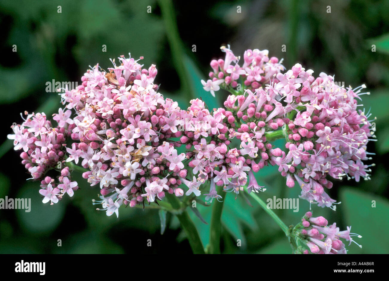 Plant valeriana officinalis hi-res stock photography and images - Alamy