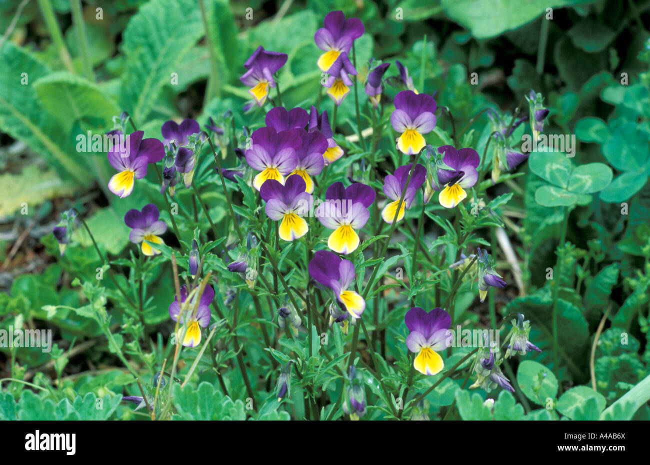 Viola tricolor viola tricolor hi-res stock photography and images - Alamy