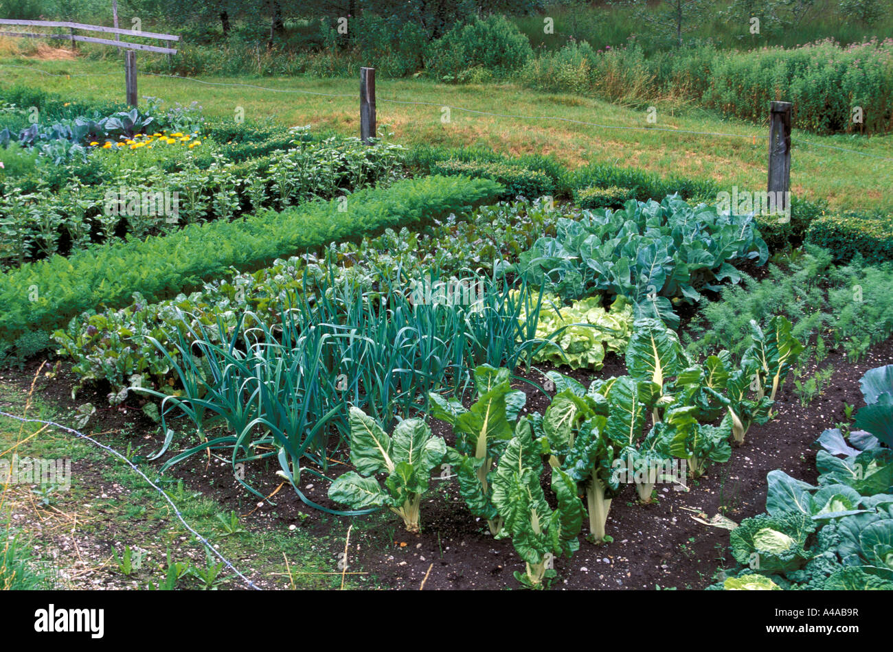 Small vegetable garden Stock Photo - Alamy