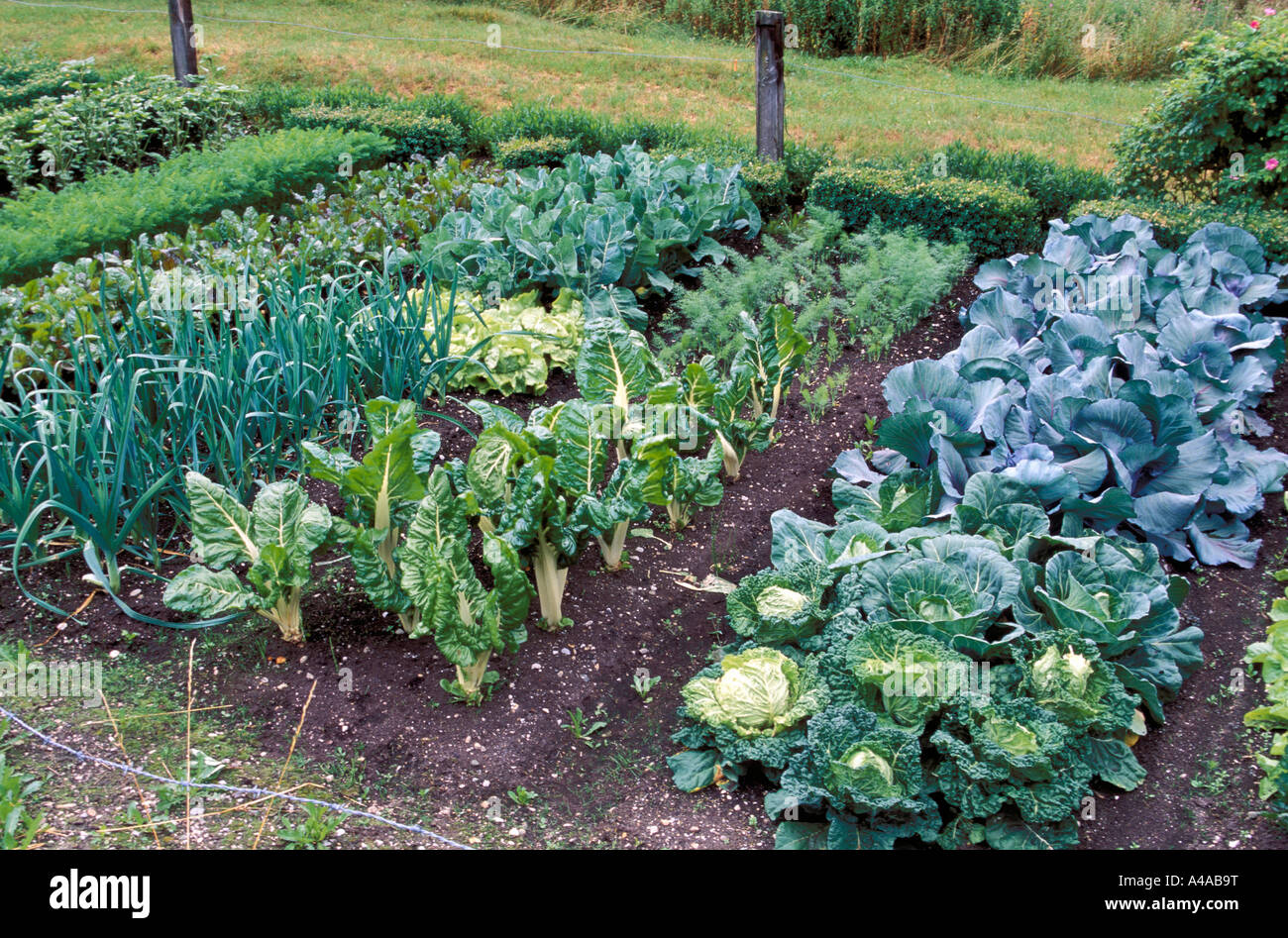 Small vegetable garden Stock Photo - Alamy