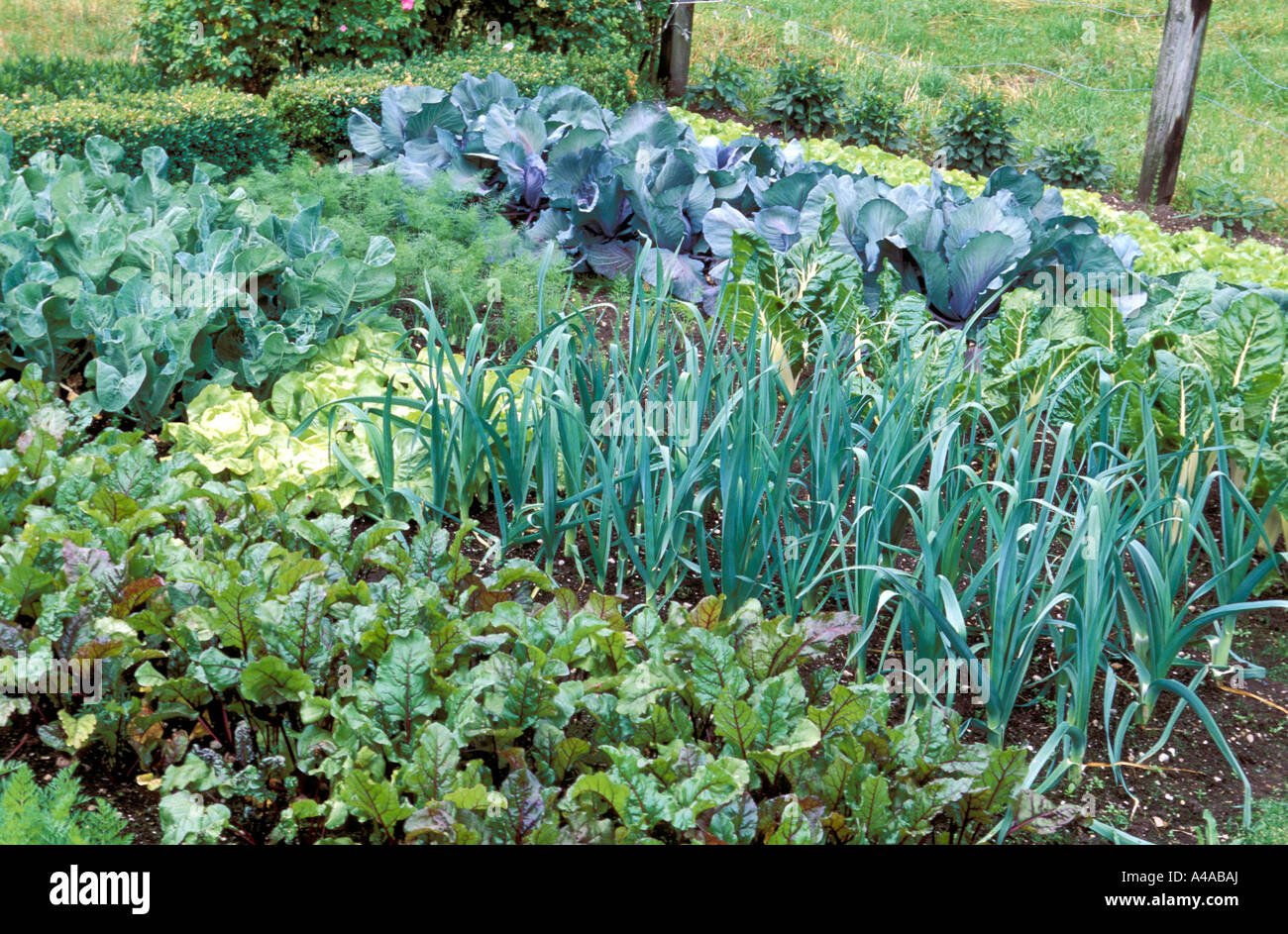 Small vegetable garden Stock Photo - Alamy