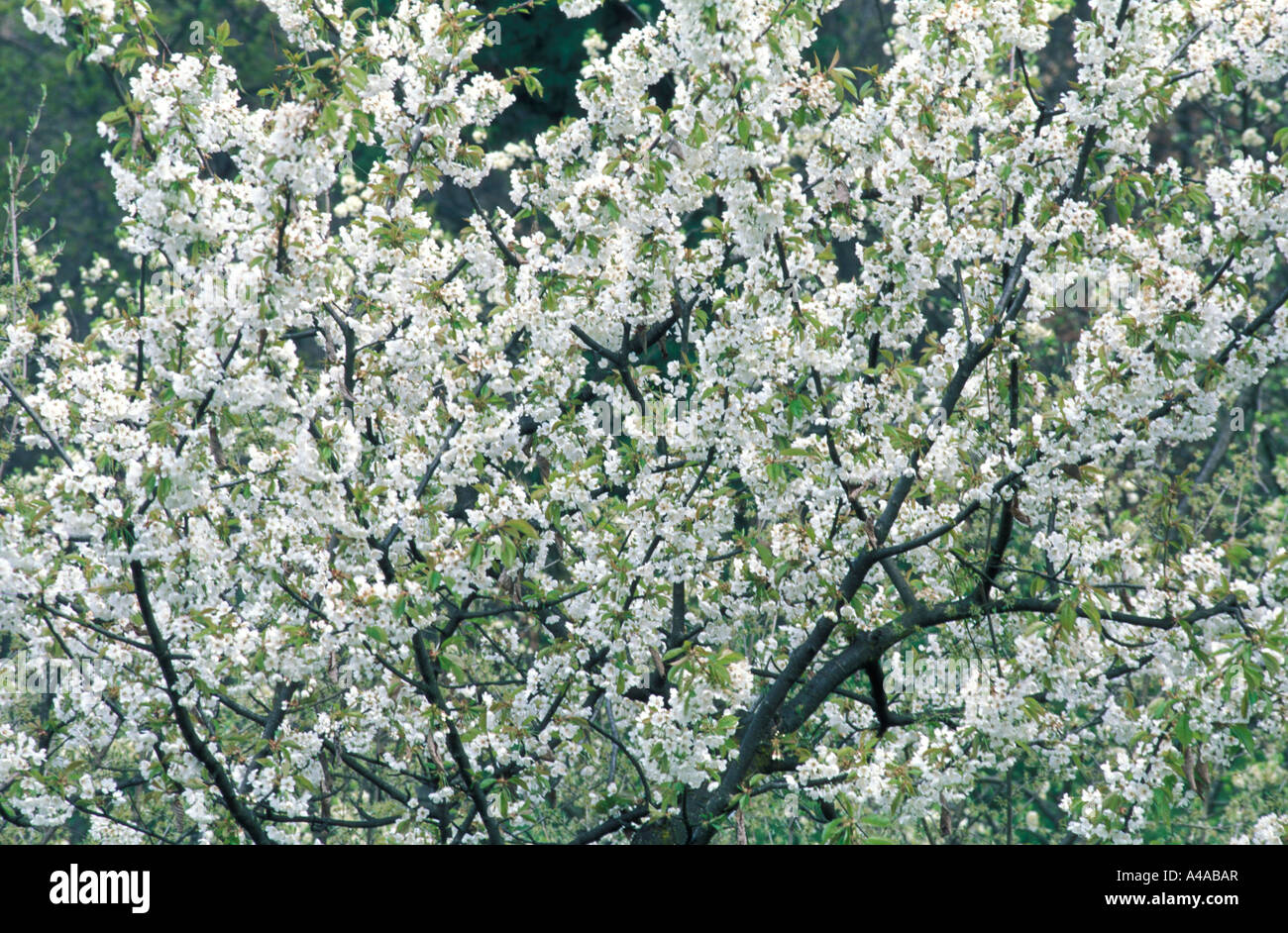 Avium hi-res stock photography and images - Alamy