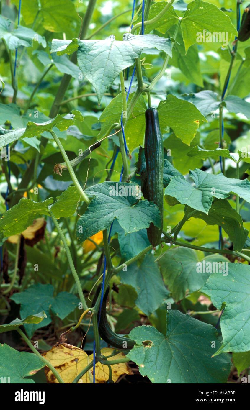 Cucumis Sativus Cucumber Stock Photo - Alamy