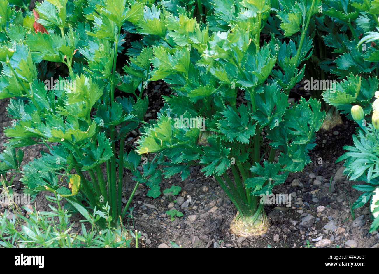 Apium Graveolens Rapaceum Stock Photo - Alamy