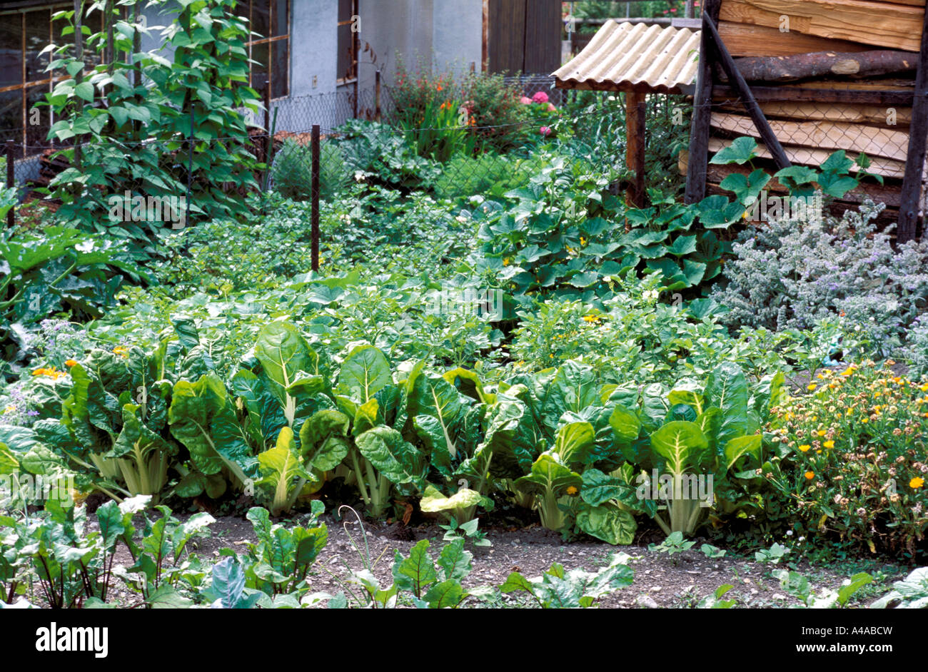 Small vegetable garden Stock Photo - Alamy