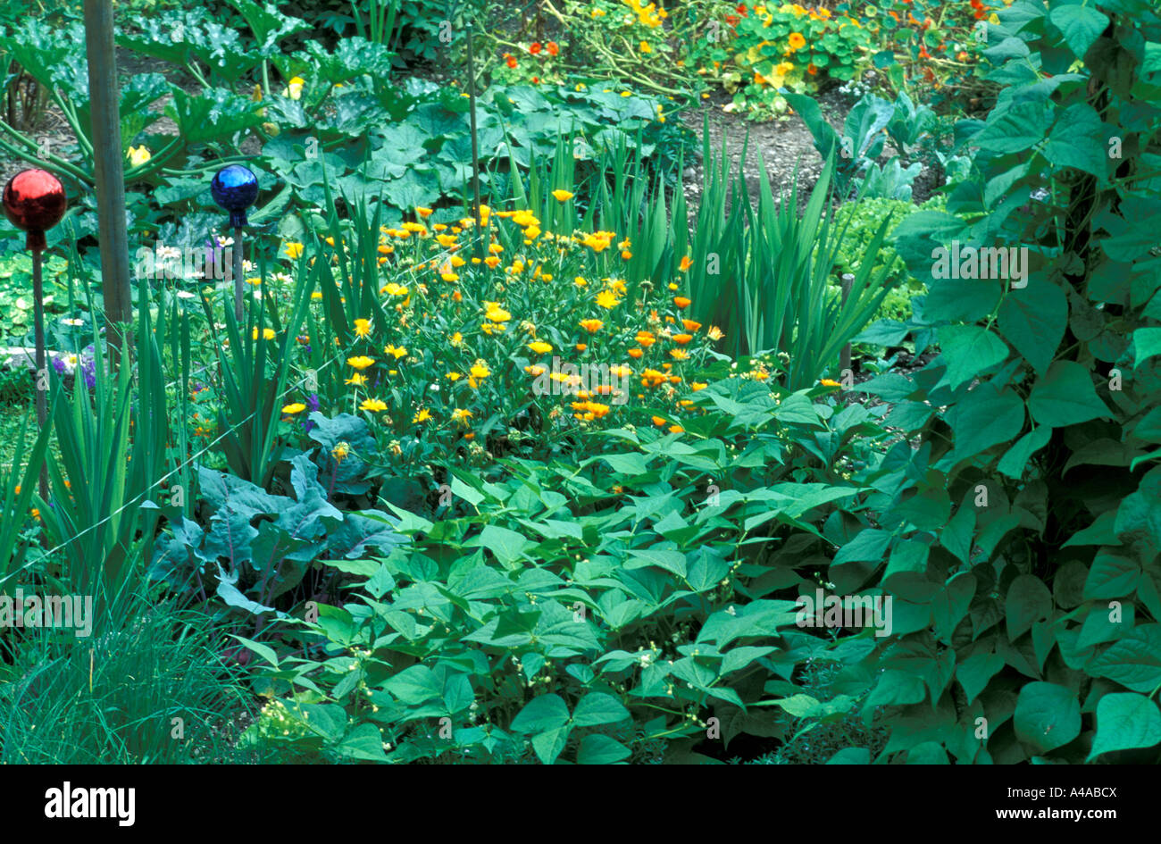 Small vegetable garden with Calendula Officinalis Stock Photo - Alamy