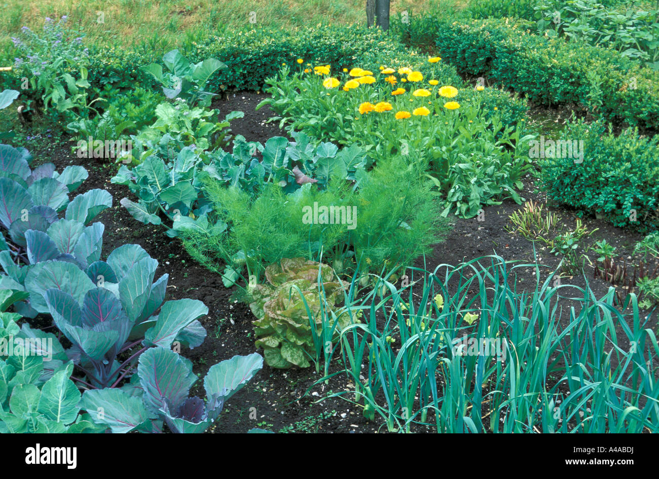 Small vegetable garden Stock Photo - Alamy
