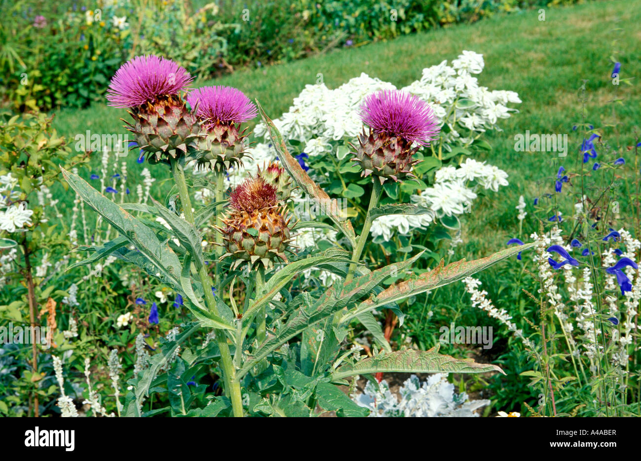 Flower of Cynara Scolymus Stock Photo - Alamy