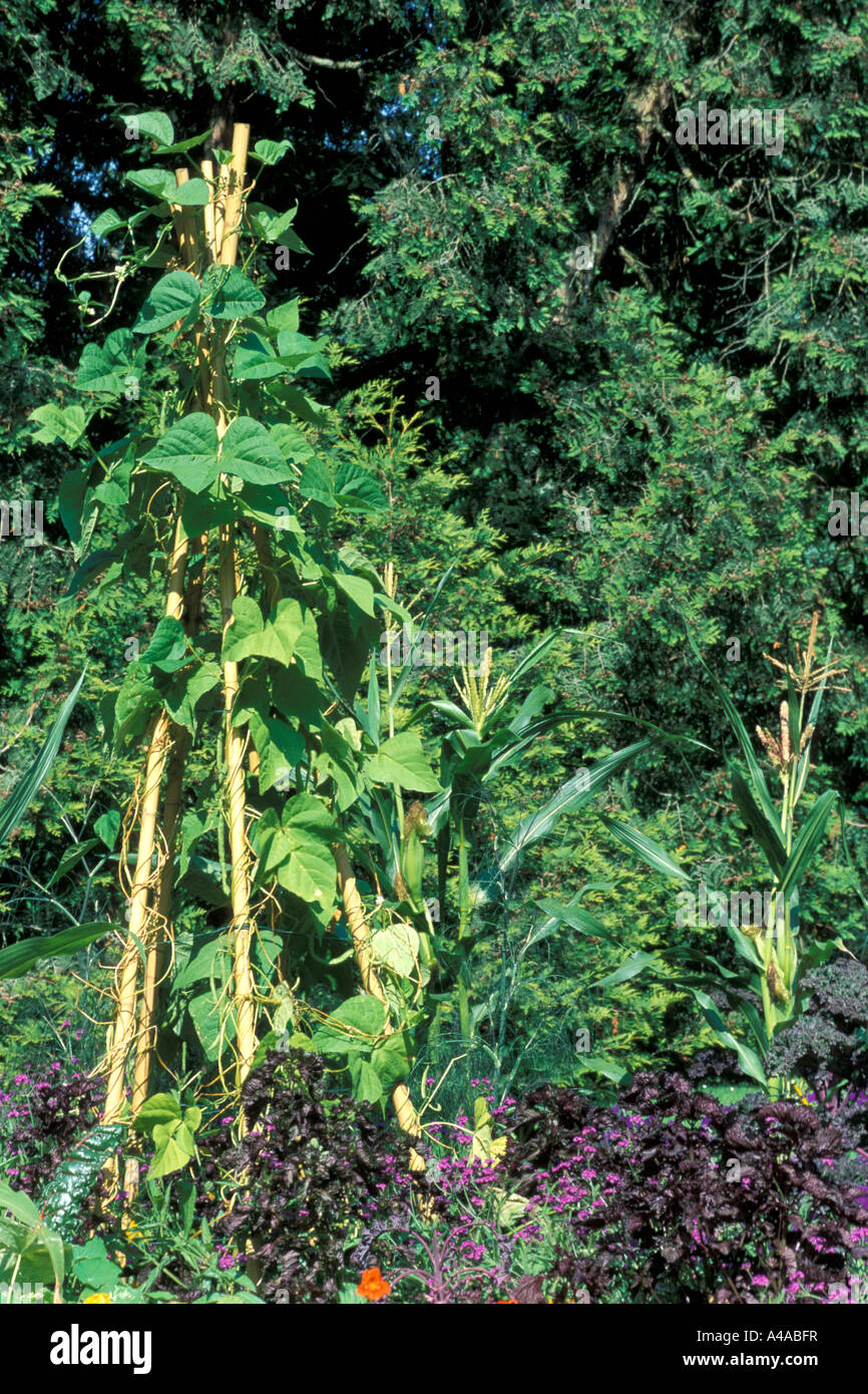 Support for beans hi-res stock photography and images - Alamy