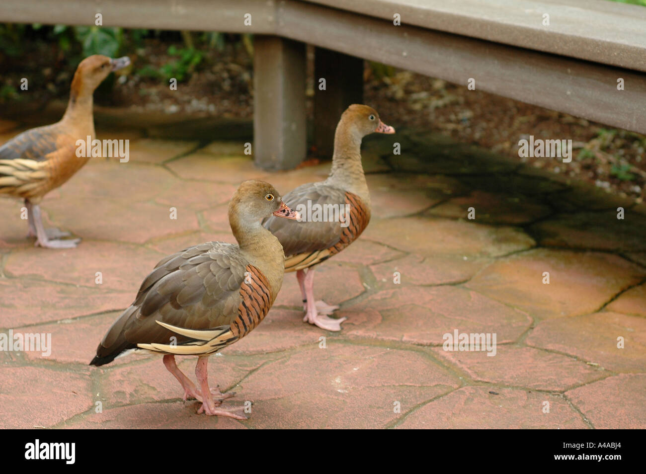 Ducks walking underneath a bench Stock Photo - Alamy