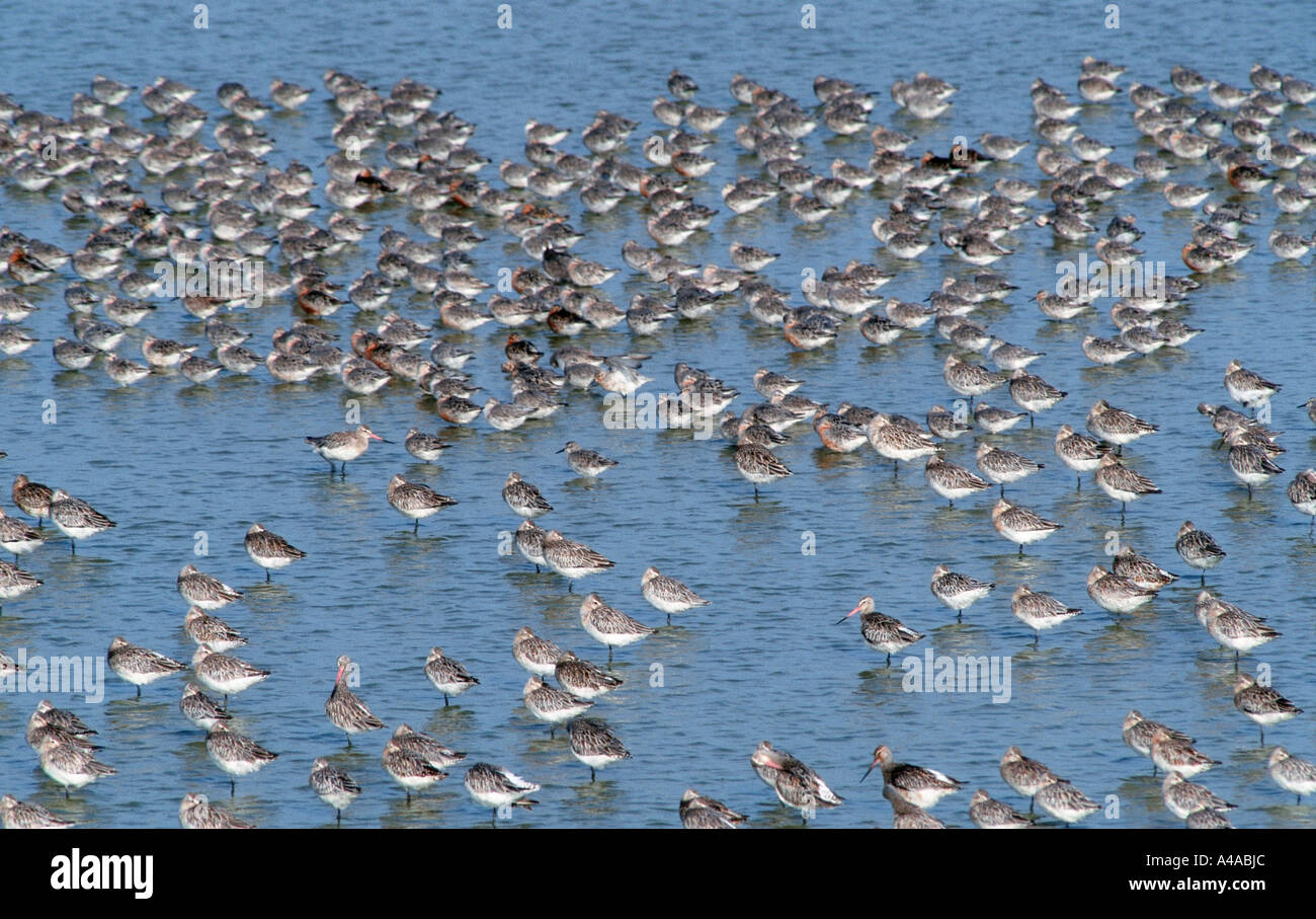 Group of godwits hi-res stock photography and images - Alamy