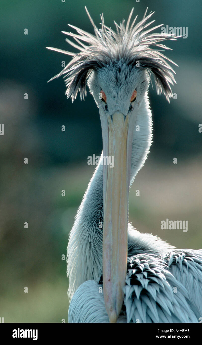 Pink back pelican hi-res stock photography and images - Alamy