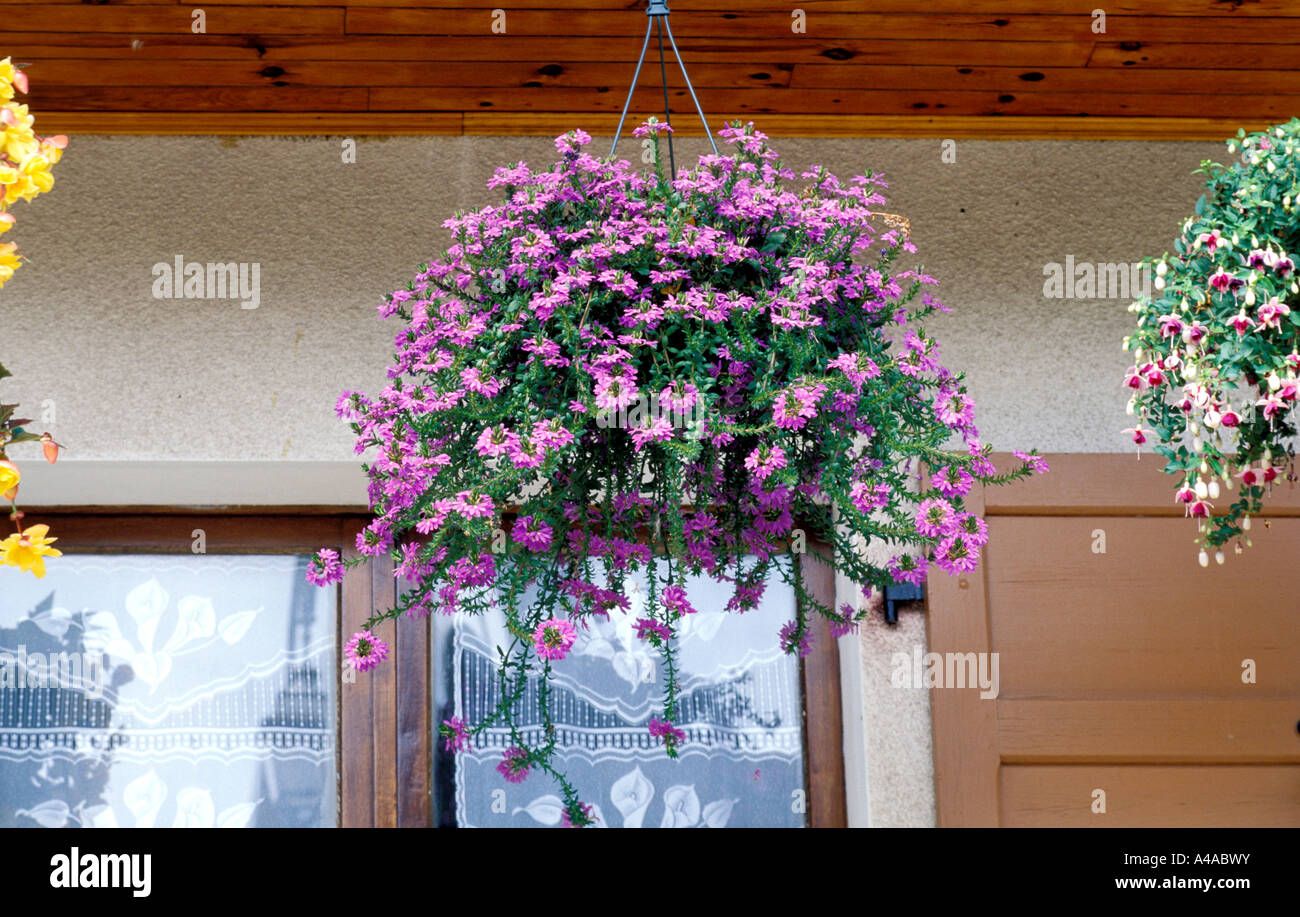 Scaevola hanging basket hi-res stock photography and images - Alamy