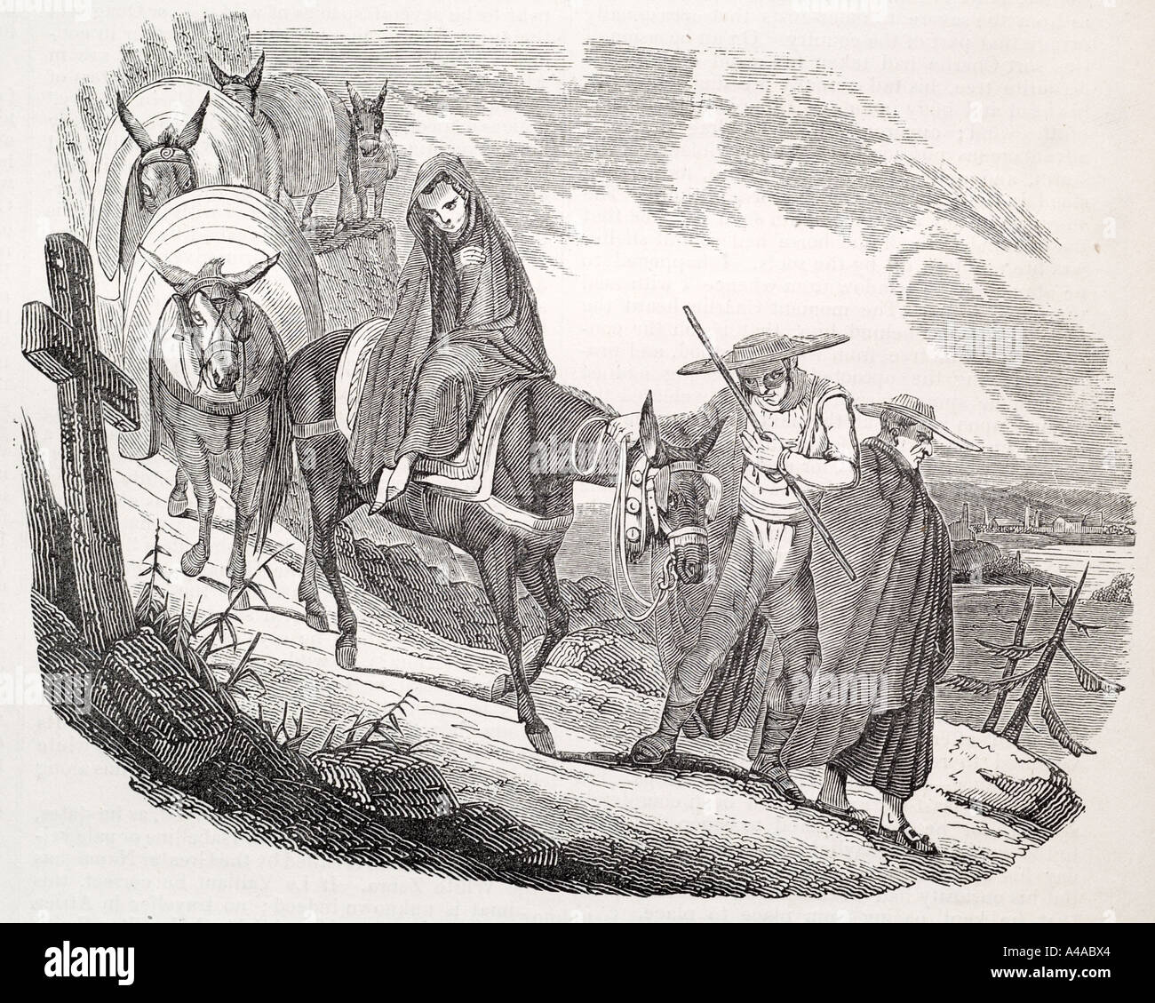 mule transport donkey herbivore large big herd mammal wildlife Nature ...