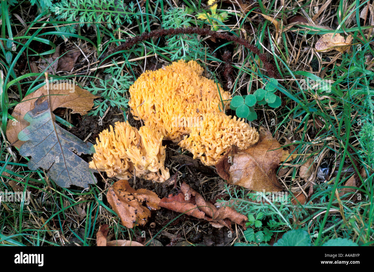 Ramaria aurea hi-res stock photography and images - Alamy