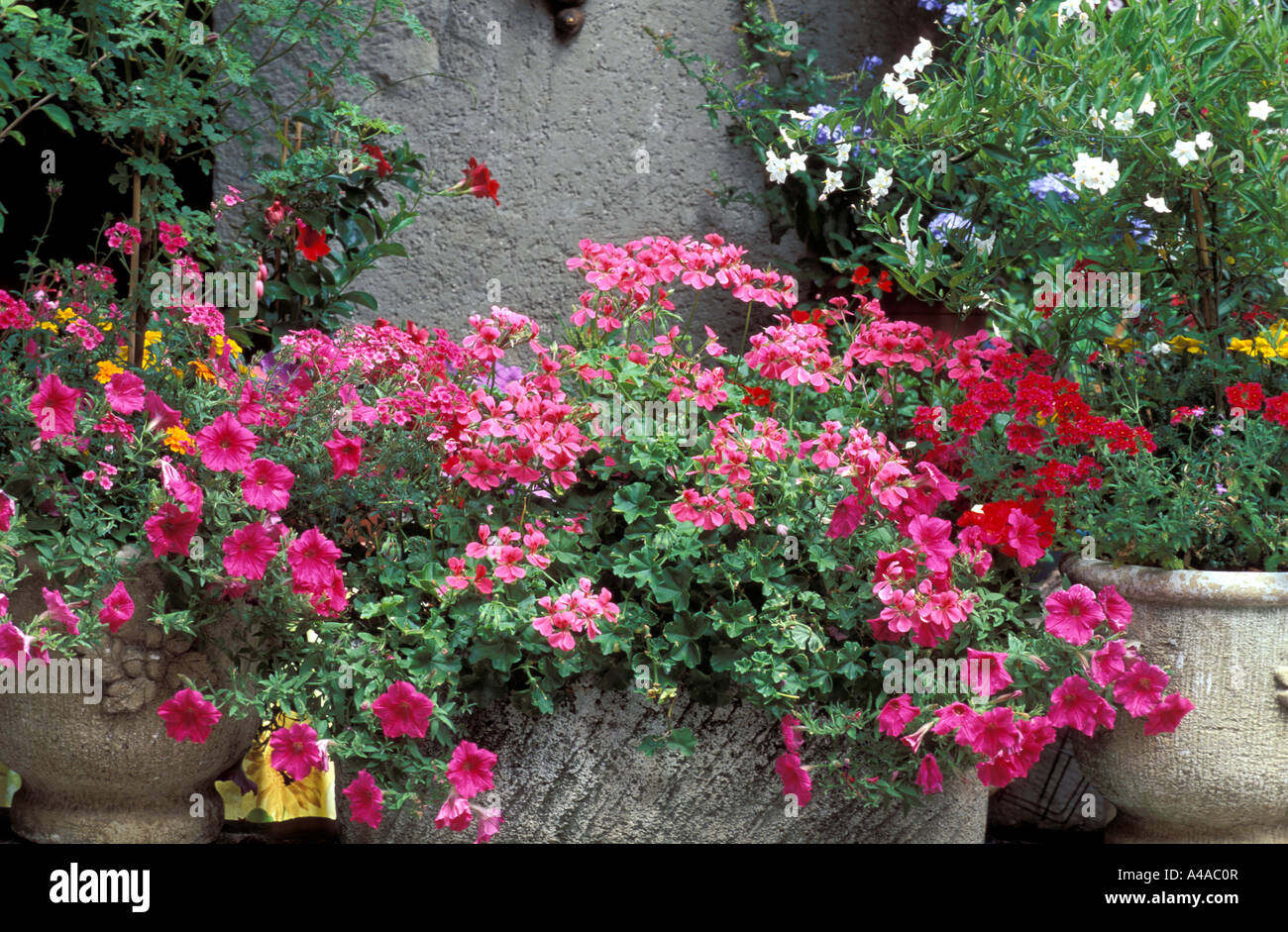 Flower pot with Petunias Pelargonium and Verbena Stock Photo - Alamy