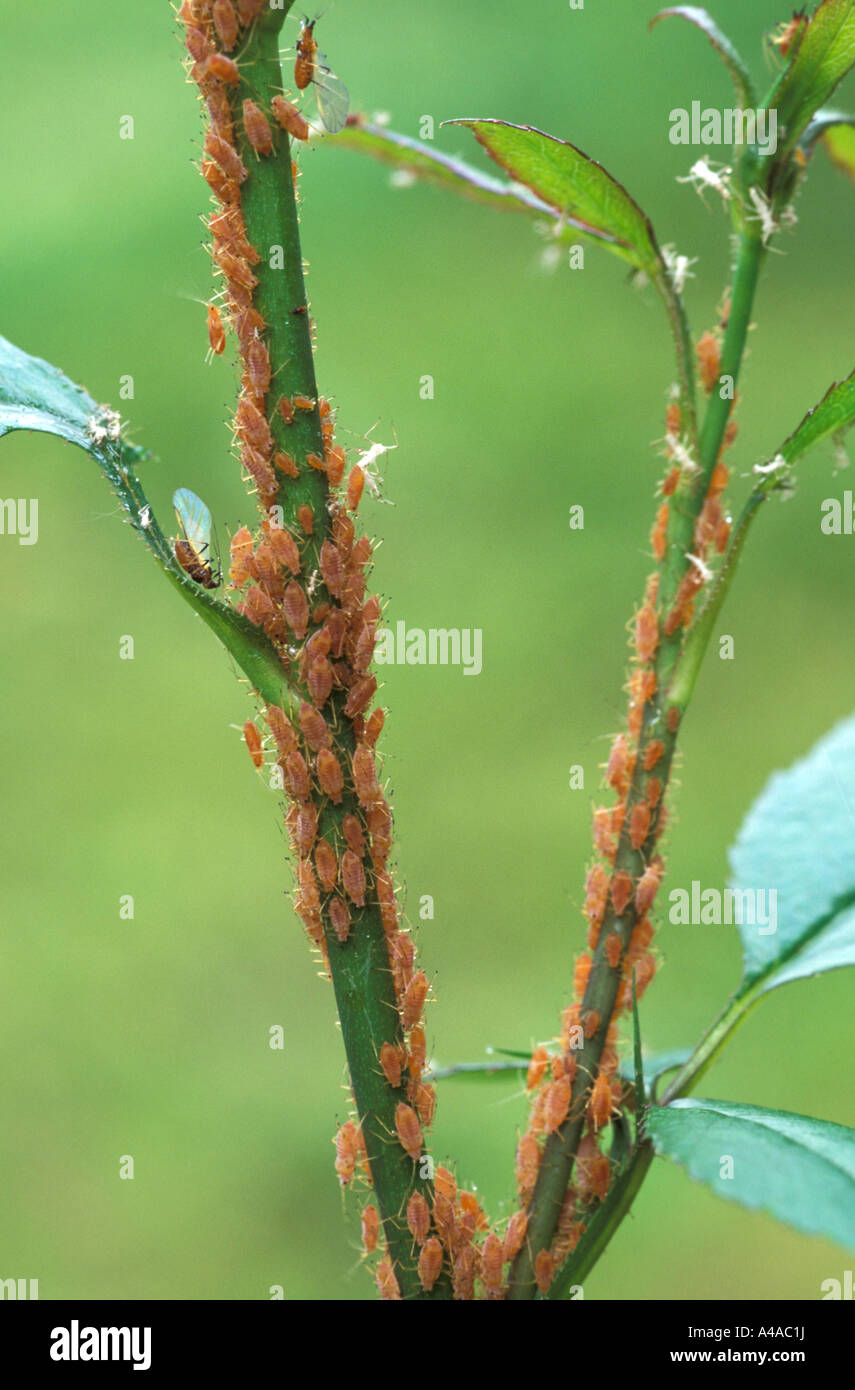 Aphids on the branch of a rose Stock Photo - Alamy