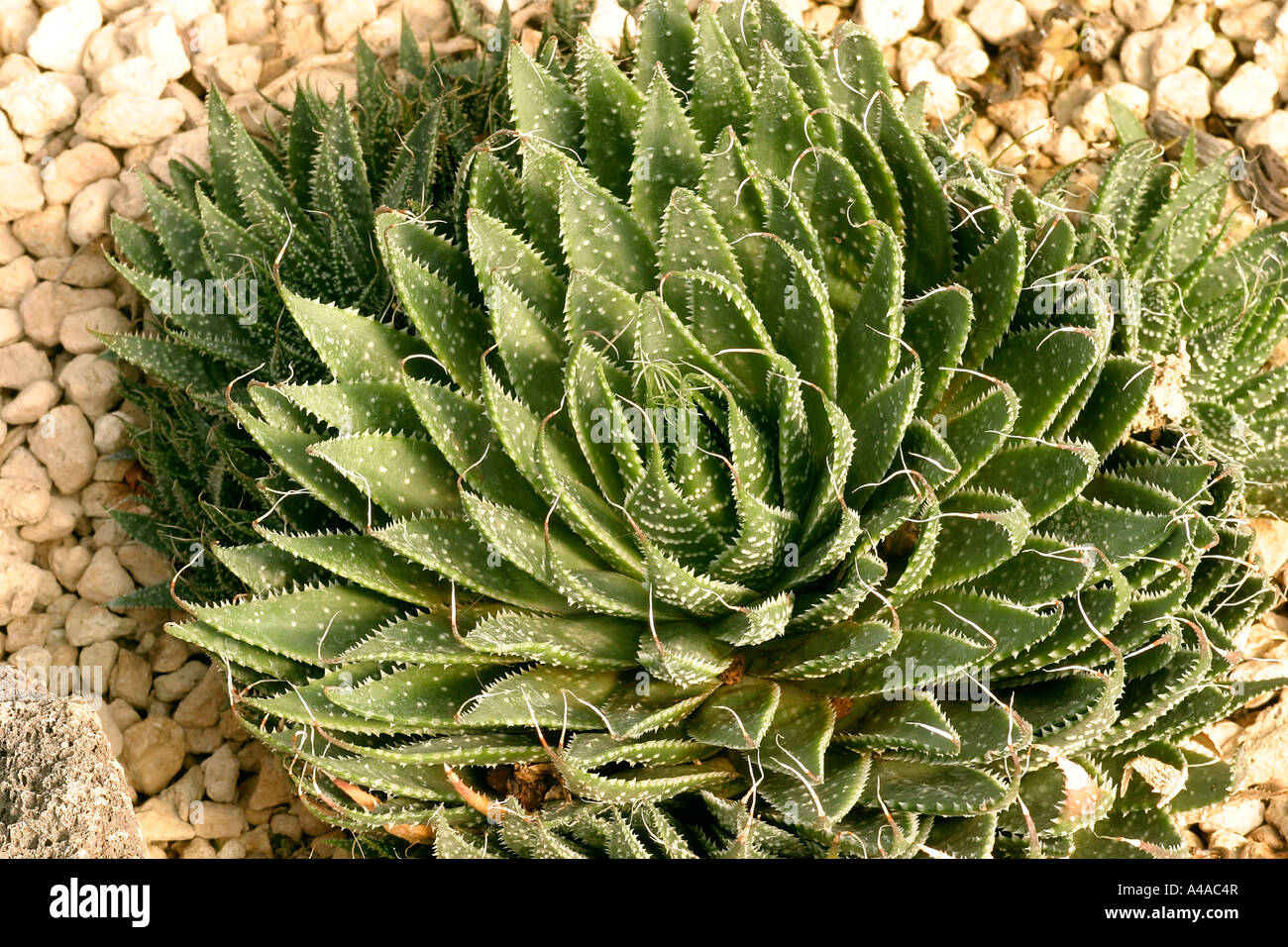 Aloe aristata hi-res stock photography and images - Alamy